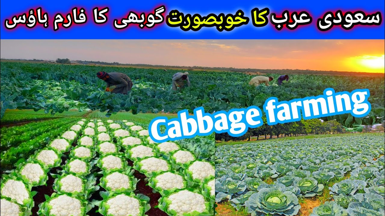 Cabbage Farming | How To Grow Cabbage | Vegetable Farming In Saudi ...