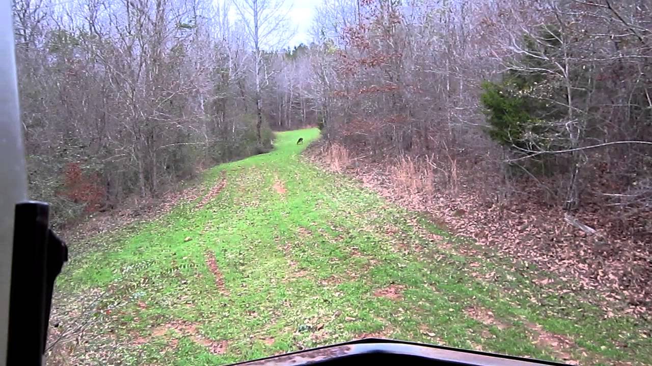 doe in the field view from deer stand - YouTube