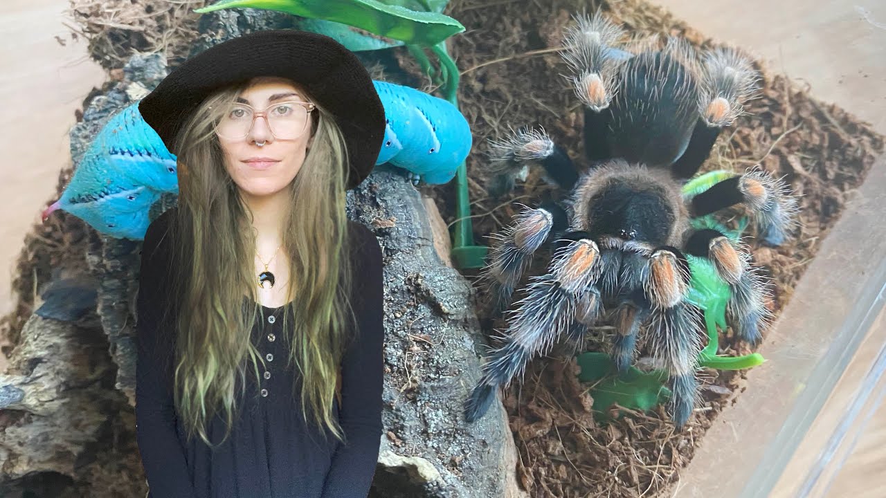 tarantulas eat LIVING GUMMY WORMS (hornworms) - YouTube