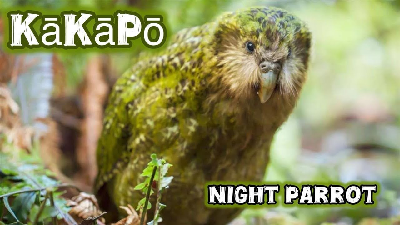 The Ancient Giant: Uncovering the Secrets of New Zealand's Rarest Bird ...
