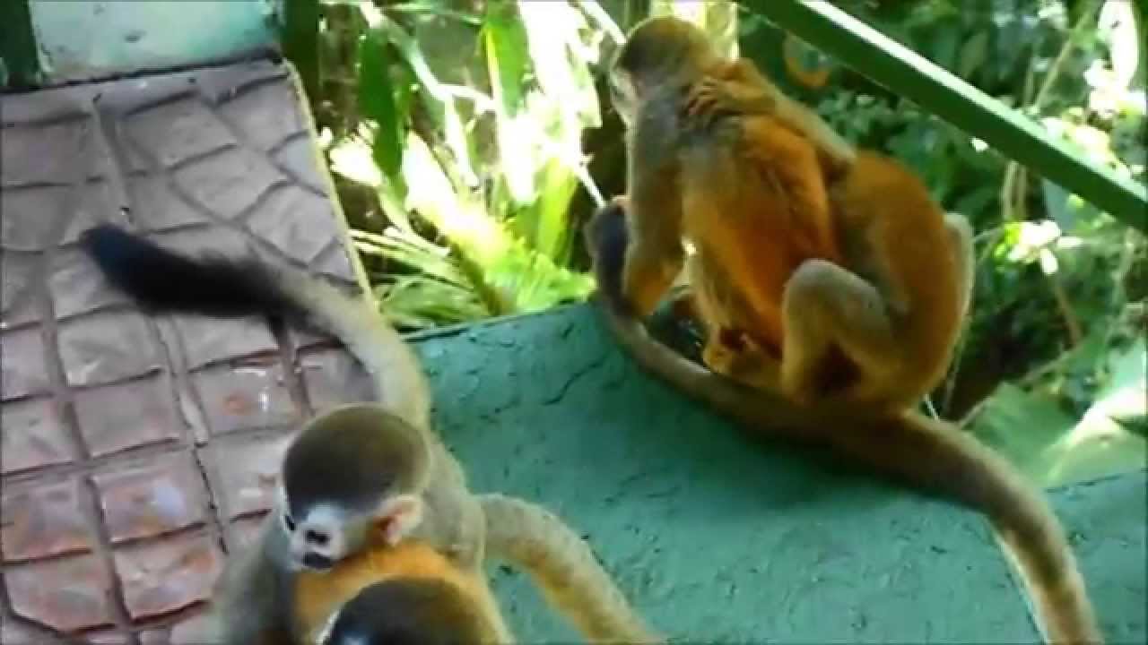 Squirrel Monkey - YouTube