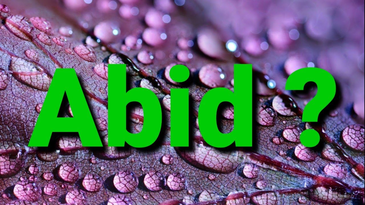 Abid Name Ke Meaning | Abid Naam Ka WhatsApp Status | Abid Name Ke ...