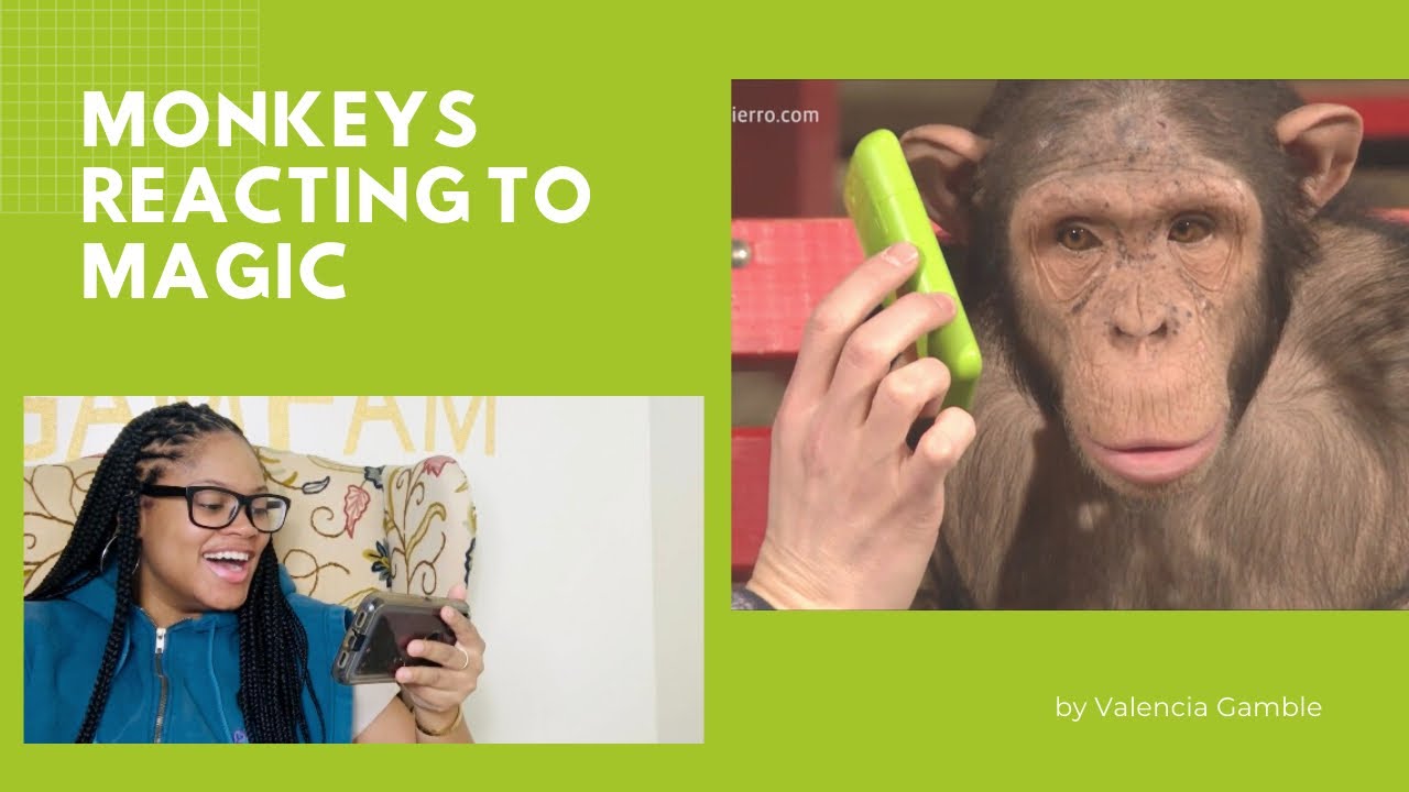 Monkeys React to Magic- Reaction Video! - YouTube