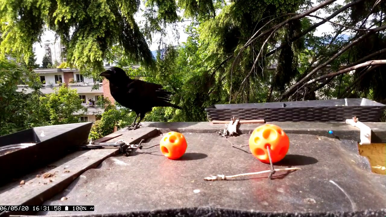 Crows, Treat Balls, and Nice Light - YouTube