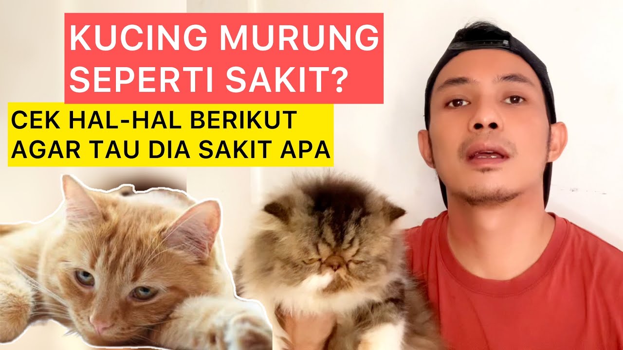 KUCING MURUNG atau KUCING SAKIT ? Cek beberapa hal ini untuk mengetahui ...