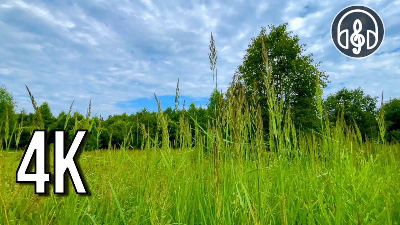 Sounds made by a cicada. Field sounds of nature for relaxation and ...