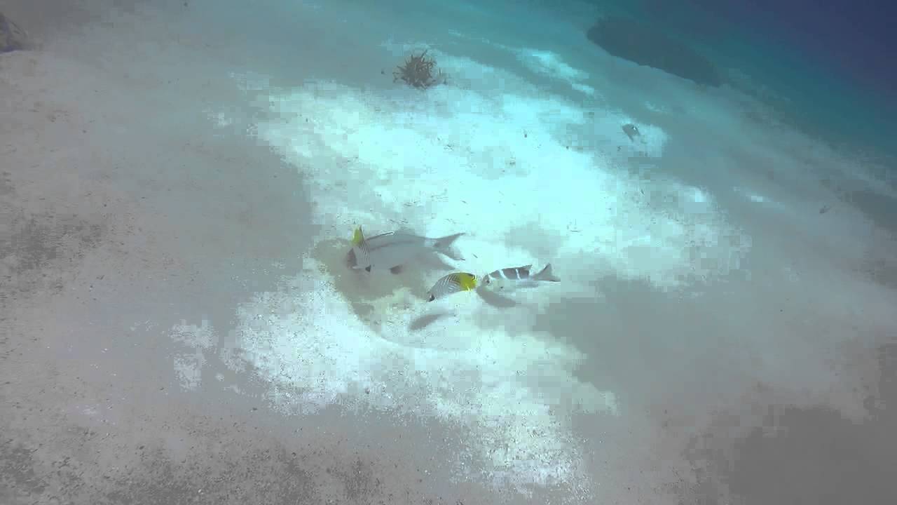 Great Barrier Reef fish digging - YouTube