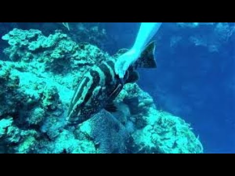 Large grouper fish approaches scuba divers for some love - YouTube