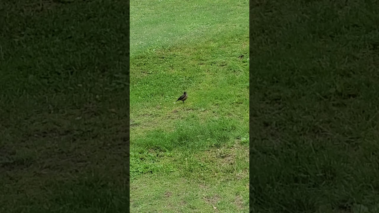 Baby Bird growing up - YouTube