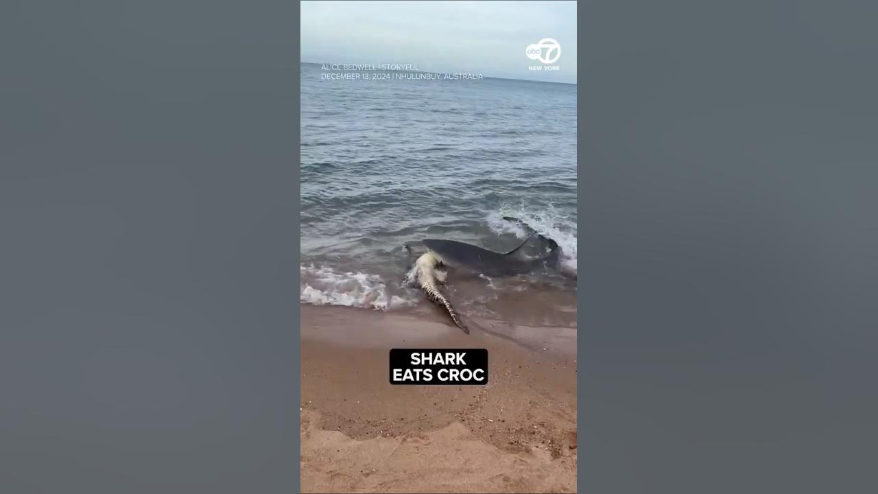Shark eats Croc in Australia #shark #crocodiles #crocodile #australia # ...