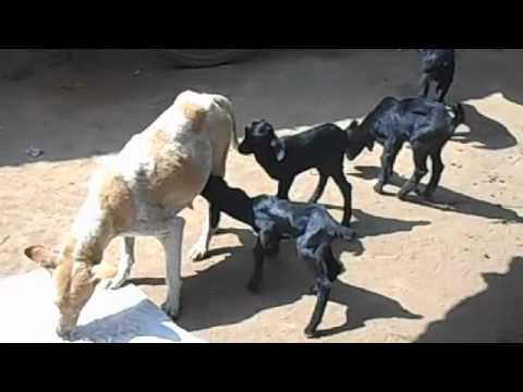 gote drinks dog's milk