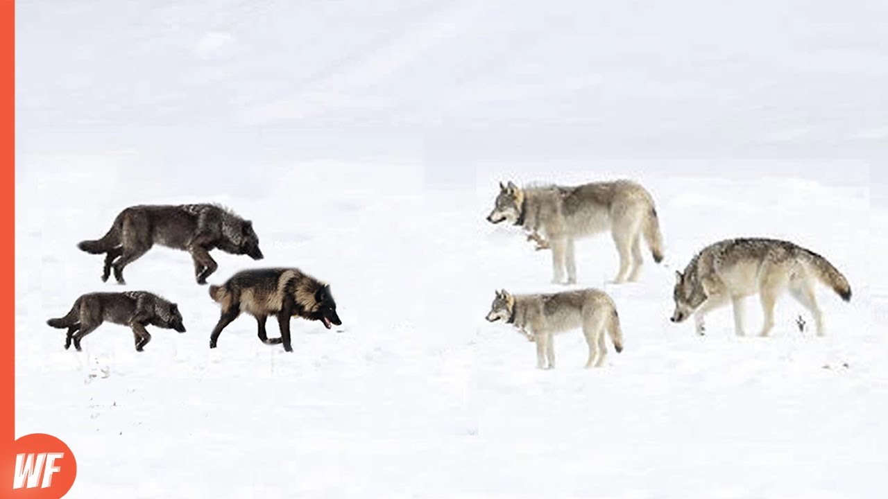 Look What Wolves Do to Each Other When They Meet - YouTube