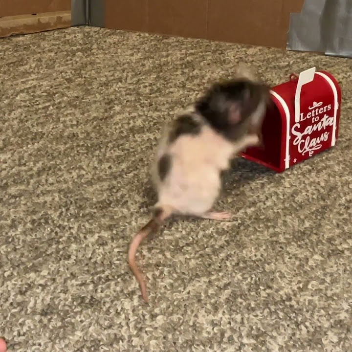 My dwarf rat Butter practicing her "fetch the mail" trick! #shorts - YouTube