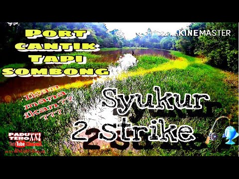Casting snakehead@haruan di paya bujuk....