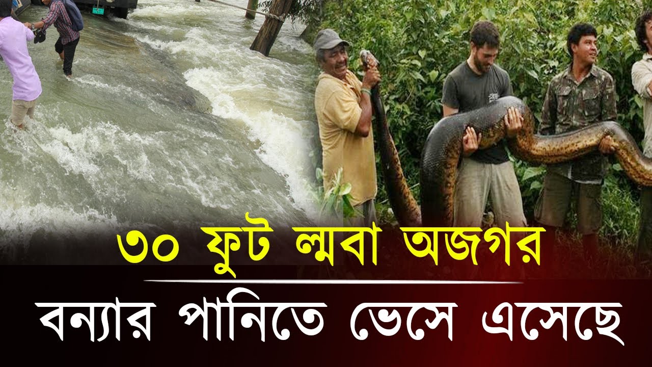 প্রায় ৩০ ফুট লম্বা বিশাল অজগর বন্যায় ভেসে এসেছে | ফেনি বন্যা ...