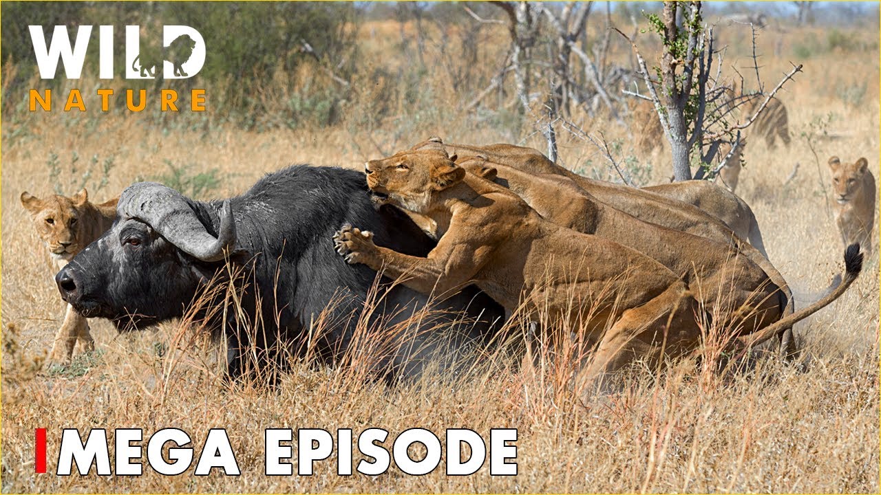 World's Deadliest MEGA EPISODE | Ultimate Predators | Nature Animal ...