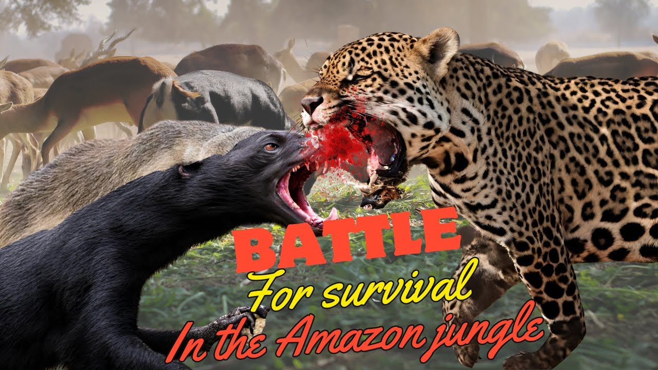 Honey badger fight in the Amazon Jungle, The clash of the Titans. - YouTube