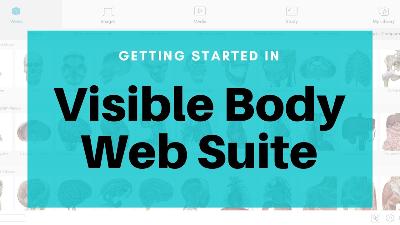 Getting Started in Visible Body Web Suite through Logan University ...