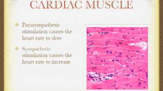 Cardiac Muscle Example