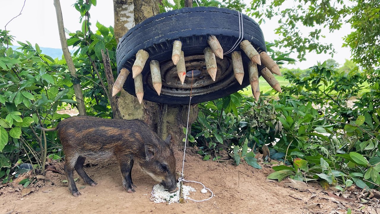 Giant Wild Boar Trap - The Power Pig Trap Make from Tires with sharp ...