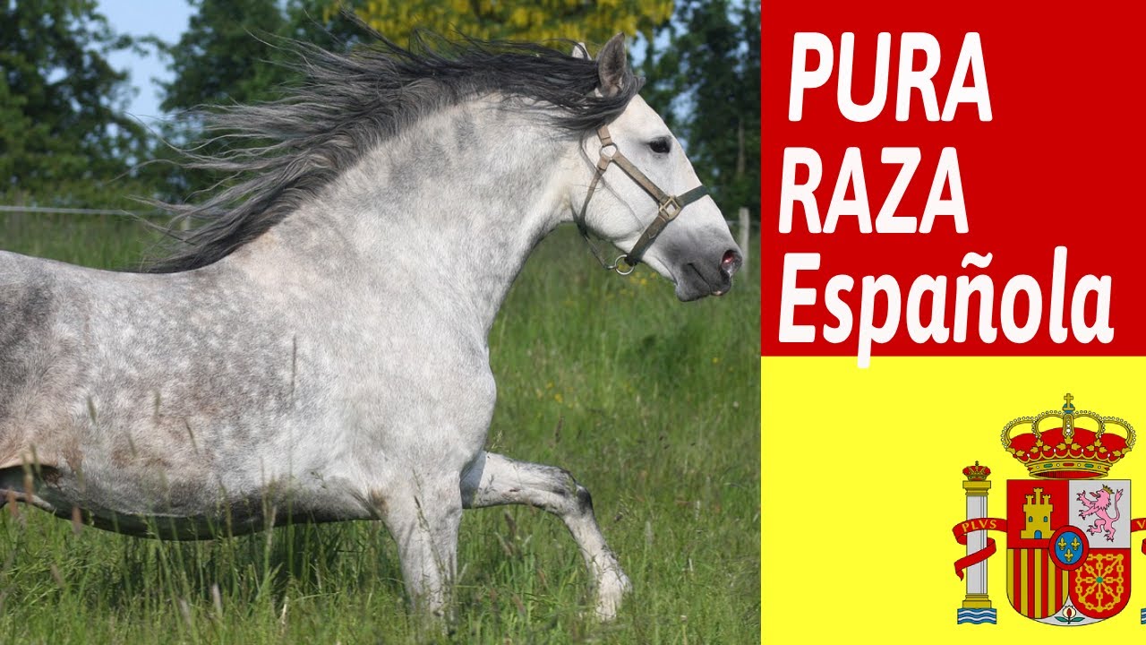 Caballo Pura Sangre Española(PRE) o Andaluz. Caballos Españoles que ...