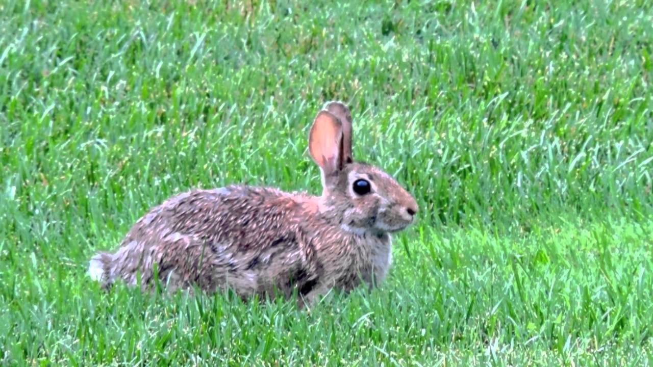 Wild rabbit on my lawn - YouTube