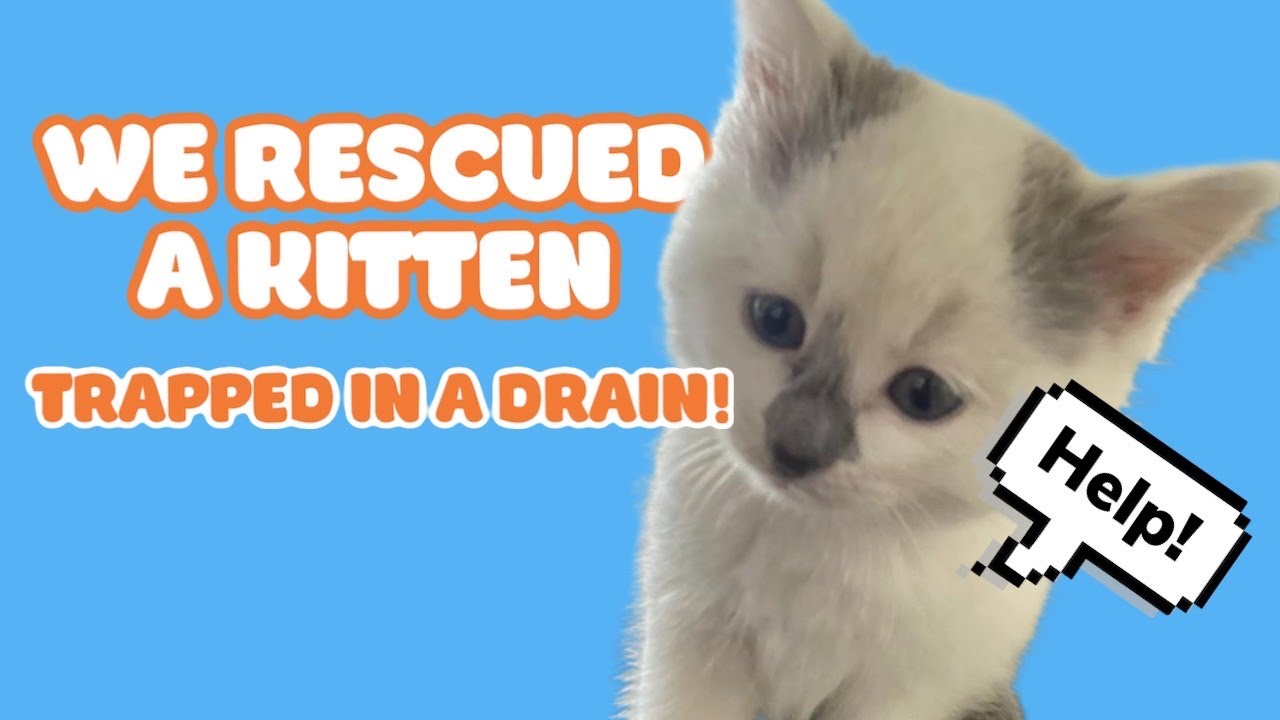 WE FOUND A KITTEN TRAPPED IN A DRAIN!! TOP ANIMAL RESCUE MOMENT CAUGHT ...