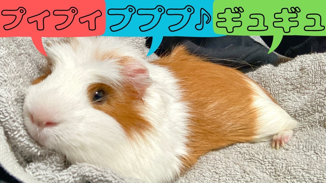 甘えん坊モルモットの鳴き声😍 guinea pig that can't stop chirring. - YouTube