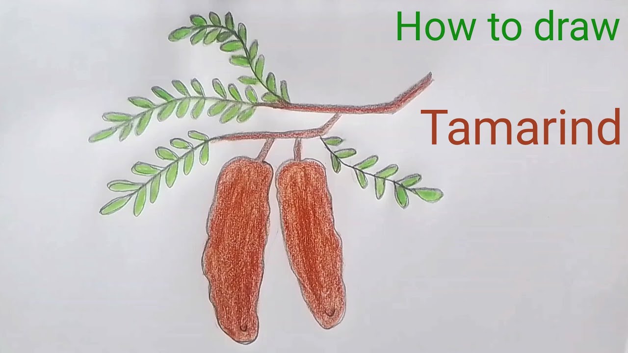 How to draw Tamarind easily for beginners step by step - YouTube