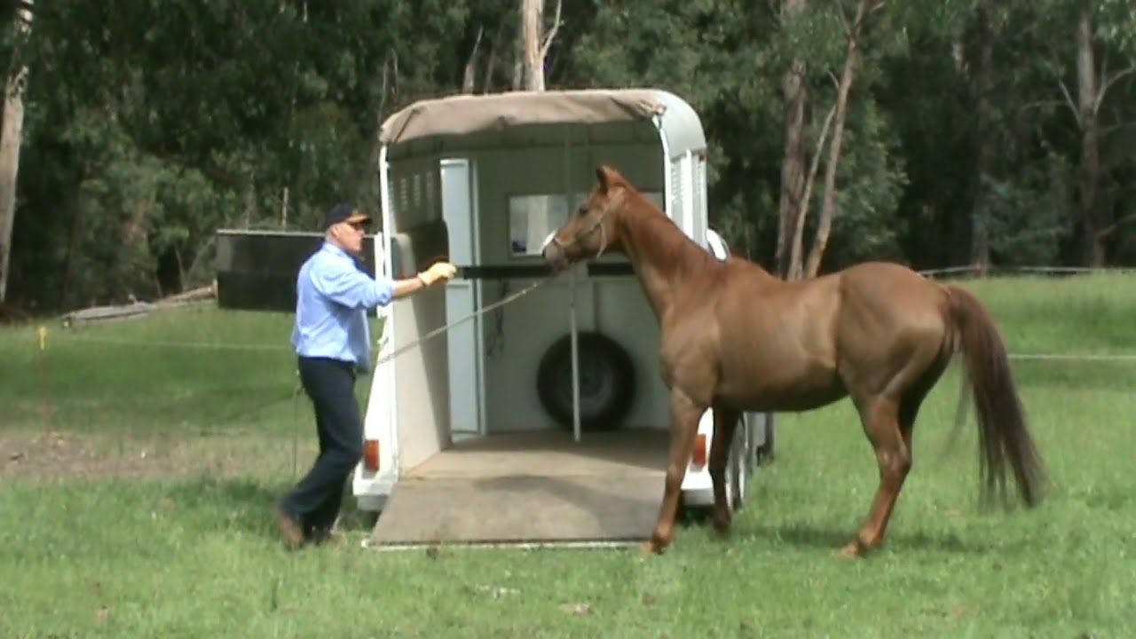 Horse Training - Float Loading Video Training 3 Overview - YouTube