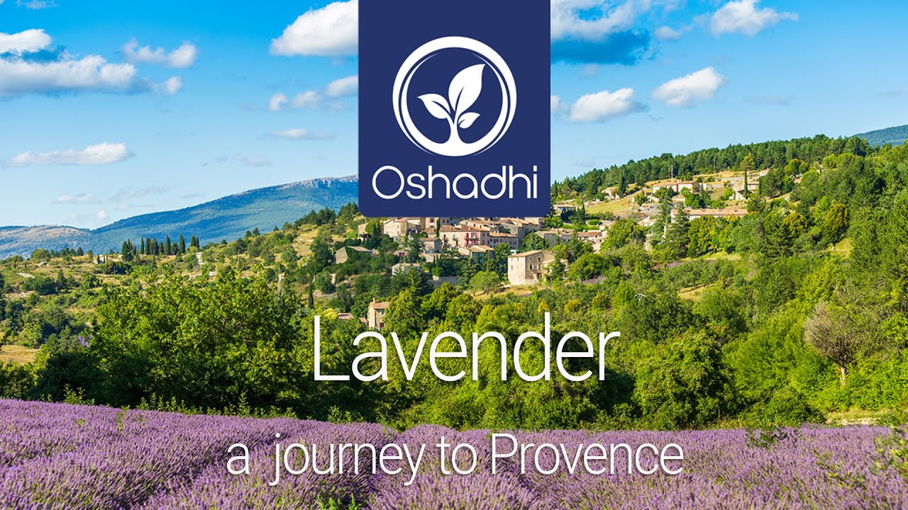 Lavender - A Journey to Provence | Essential-Oil-Plant Portrait by Dr ...