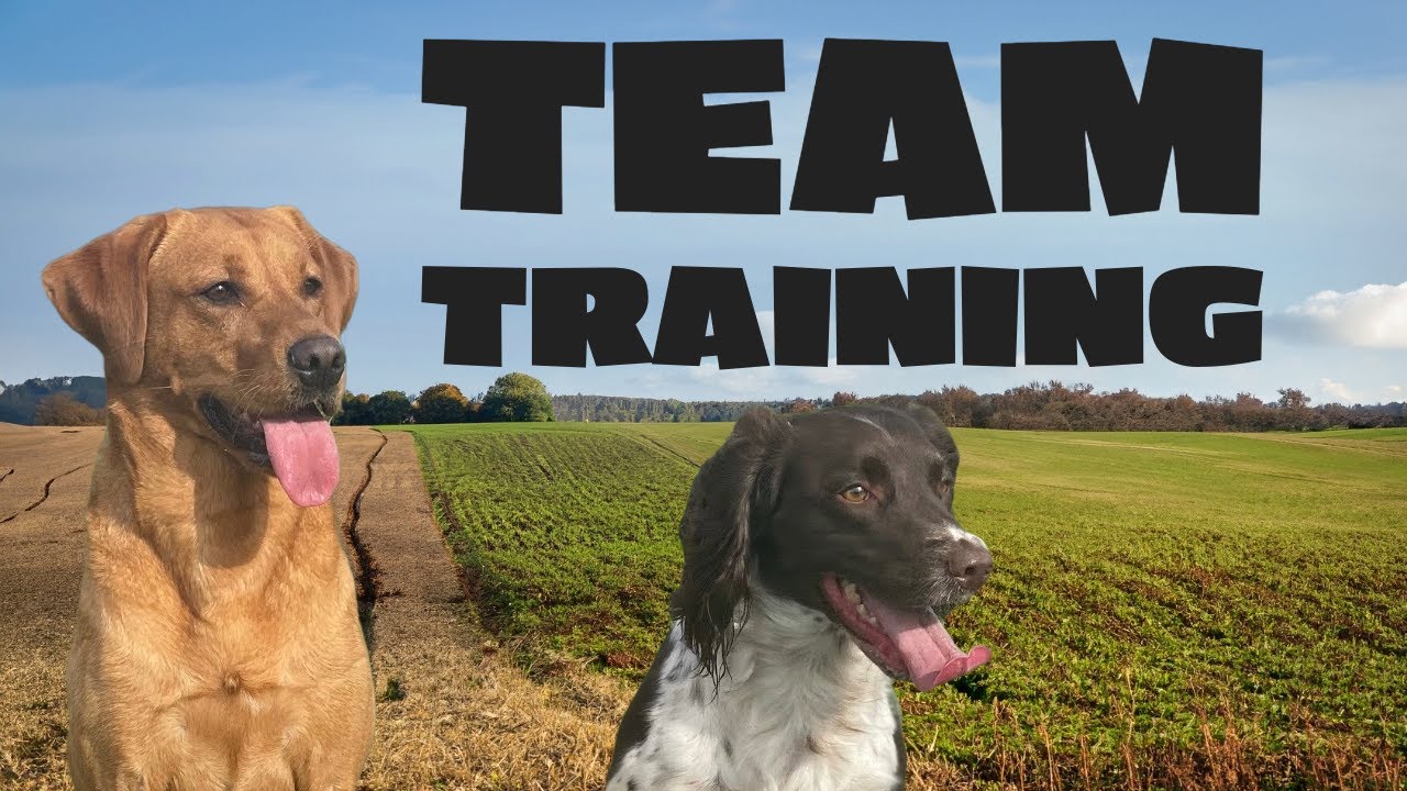 Fox Red Lab + Springer Spaniel - Learning to work together as a team ...