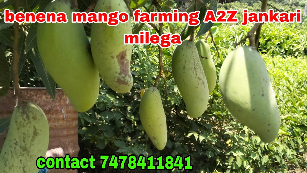 benena mango farming A2Z jankari milega। all india delivery 🚚। contact ...