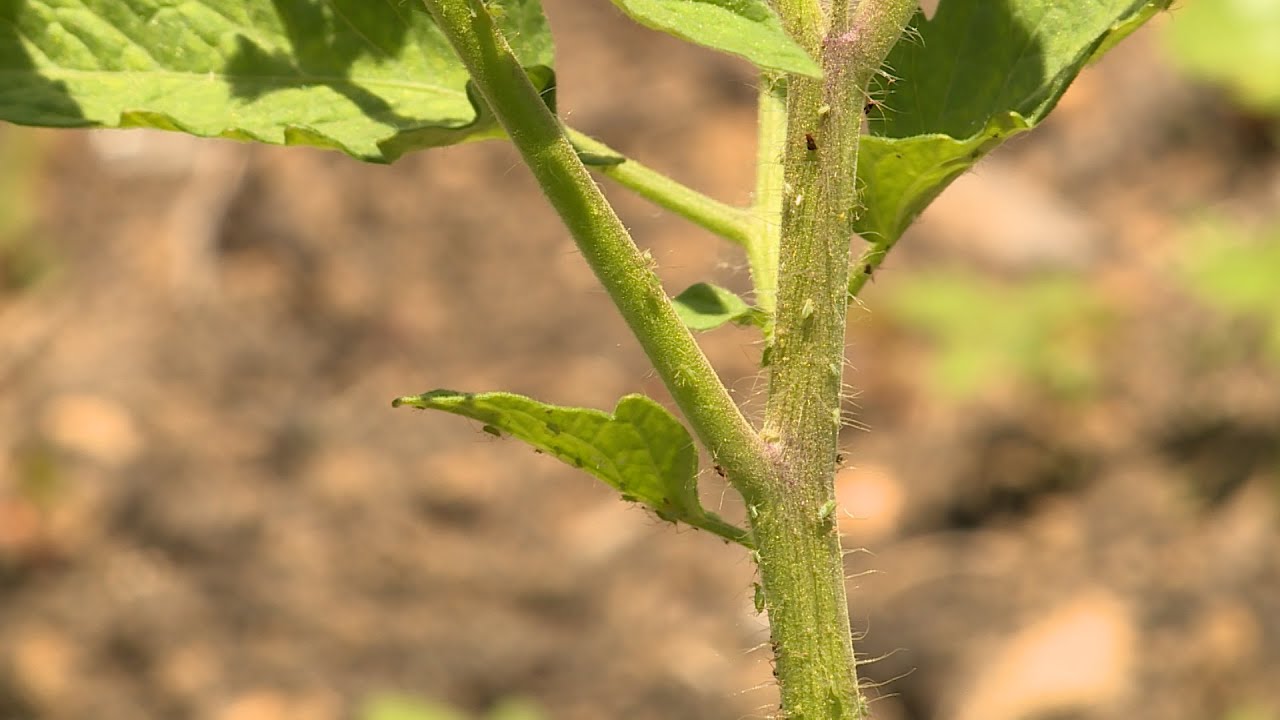 Aphids on Tomatoes – Garden Notes - YouTube