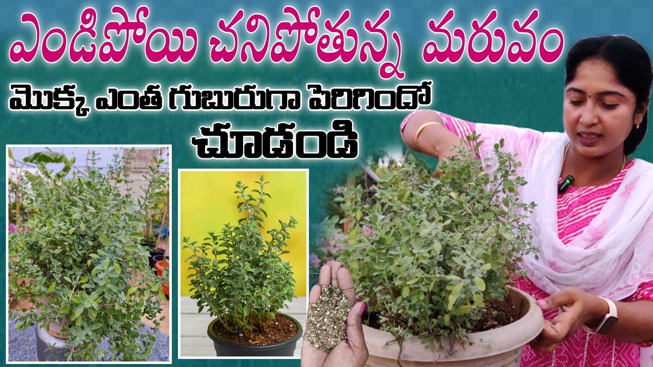 Maruvam|Dhavanam Plant Care|Majorana|Fertilizer - YouTube