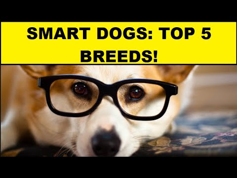 Doggy Einstein's: The 5 Brainiest Breeds Revealed! - YouTube