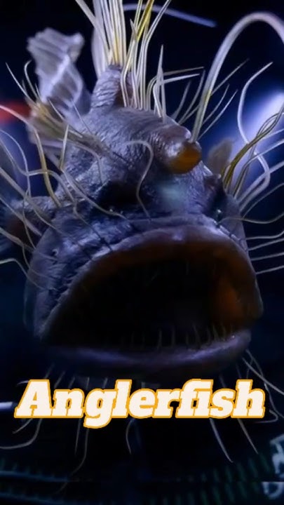 Deep sea Anglerfish. The mysterious life of black sea fish. Angler fish ...