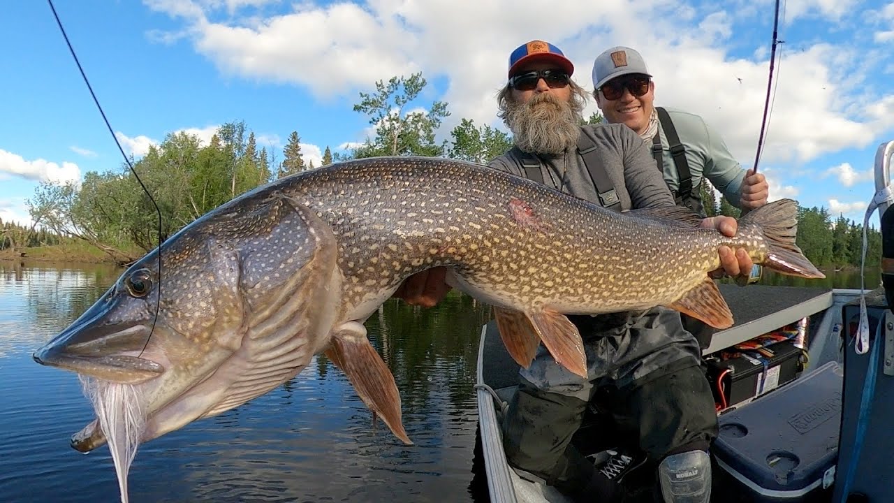 Fly Fishing for MONSTER Northern Pike in Alaska - YouTube