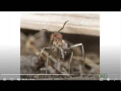 U8 L5 Social Insects Ants and Termites - YouTube