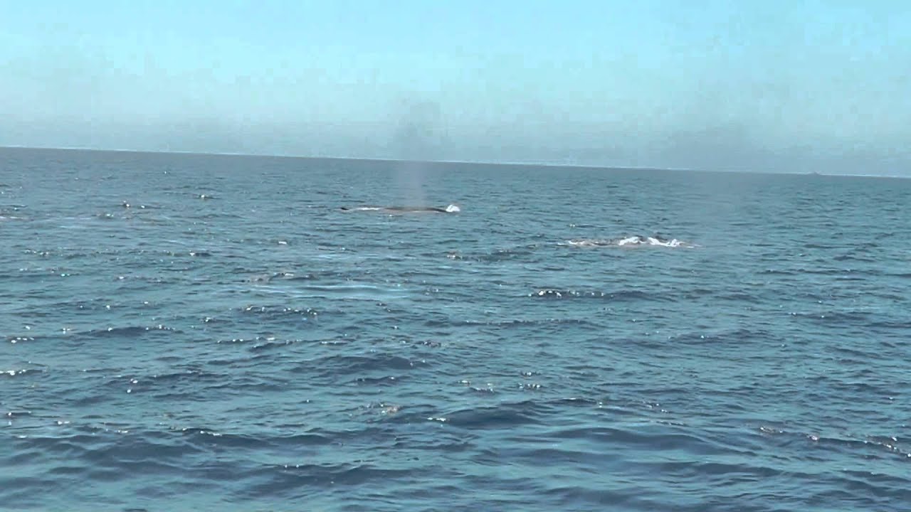 Fin Whale "Pod" - YouTube