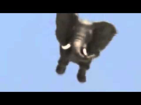 Elefante Volando • Flying Elephant - YouTube