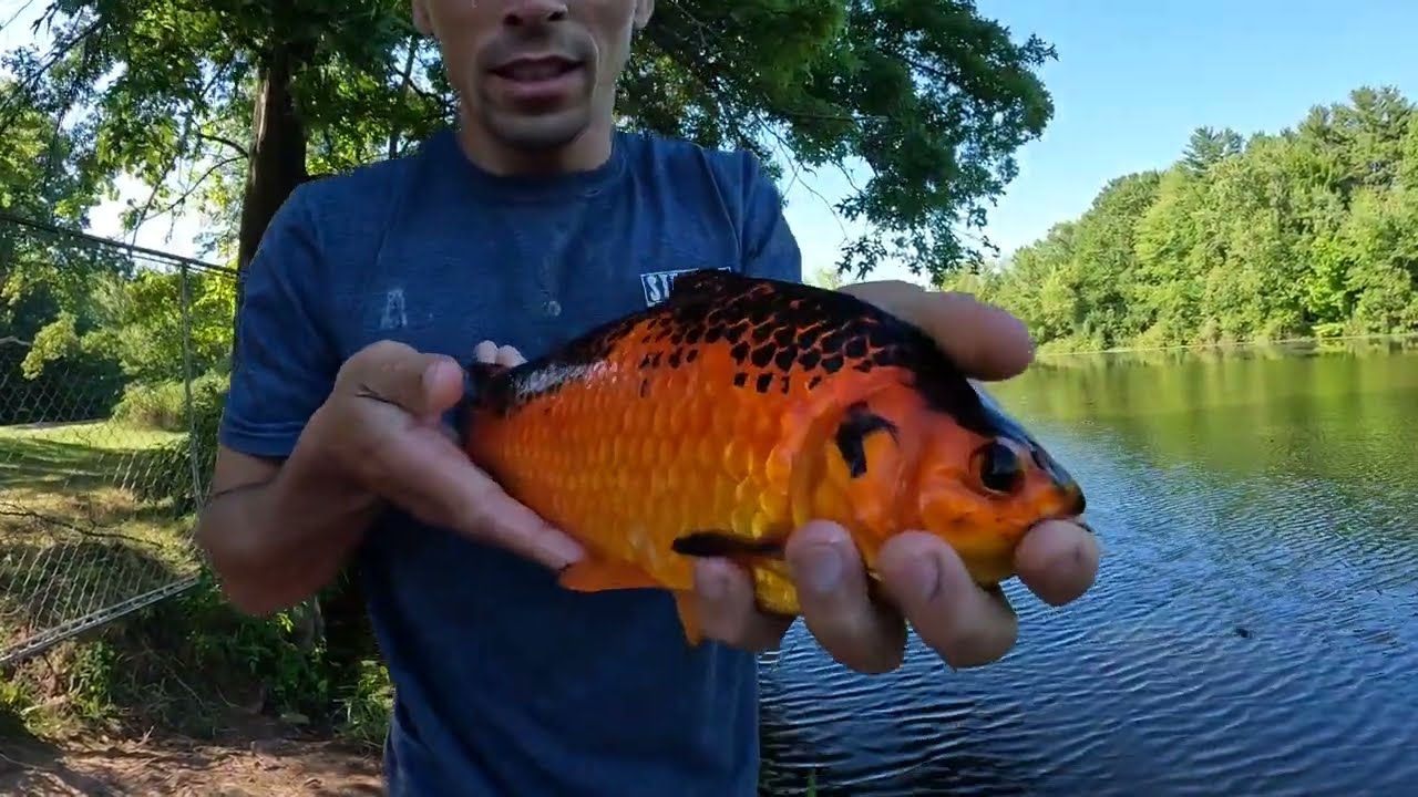 What are these Fish Doing Here? - YouTube