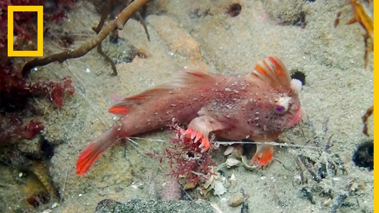 Descubren en Tasmania una nueva colonia de peces con «manos» | National ...