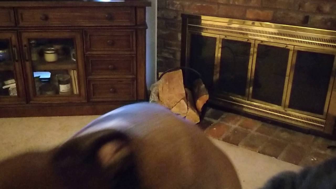 Boxer Dog Violently Attacks Owner! - YouTube
