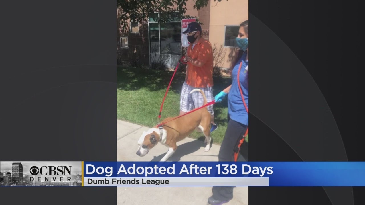 A Dog From The Dumb Friends League Finally Has A Forever Home After ...