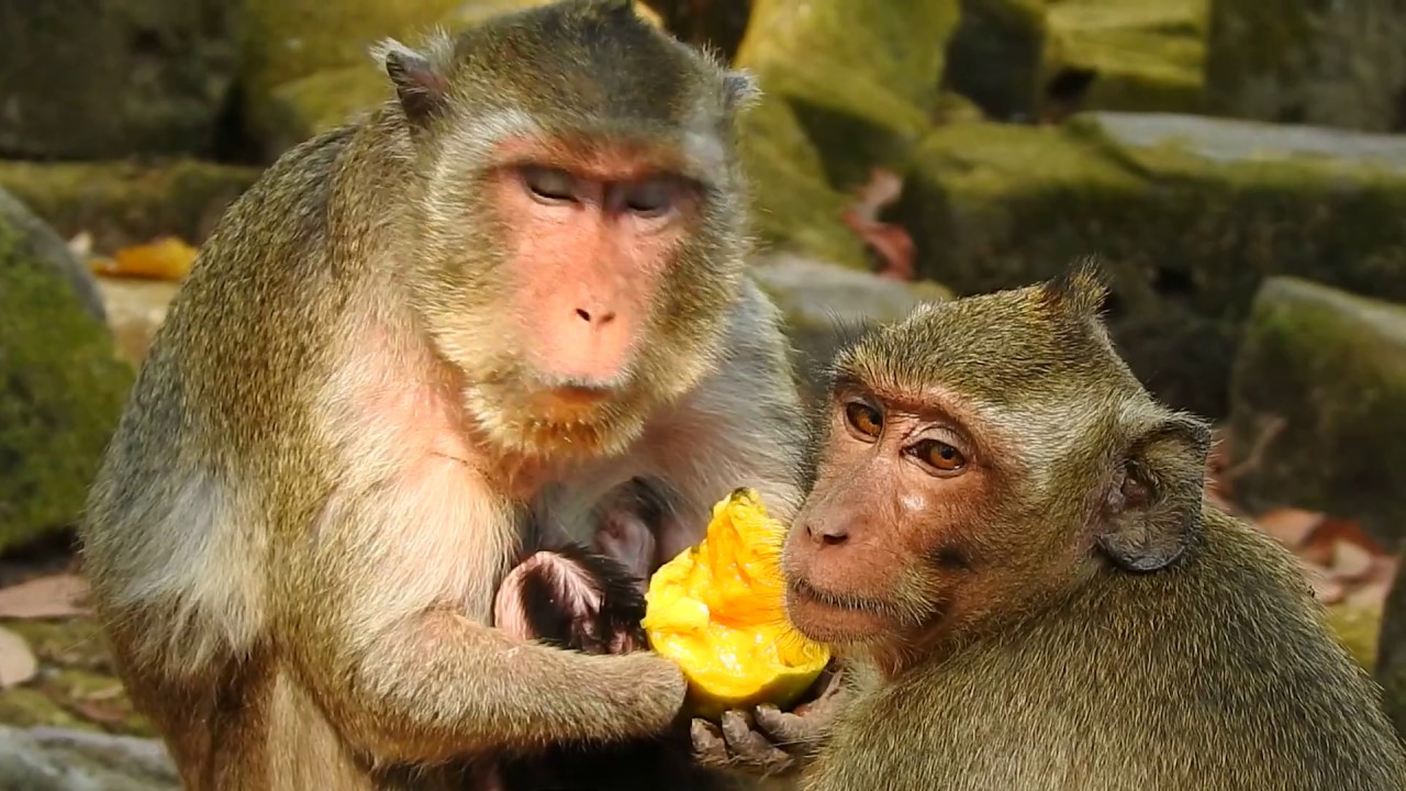 DeeDee much Jealous with Merry and she try to grab mango from Merry ...