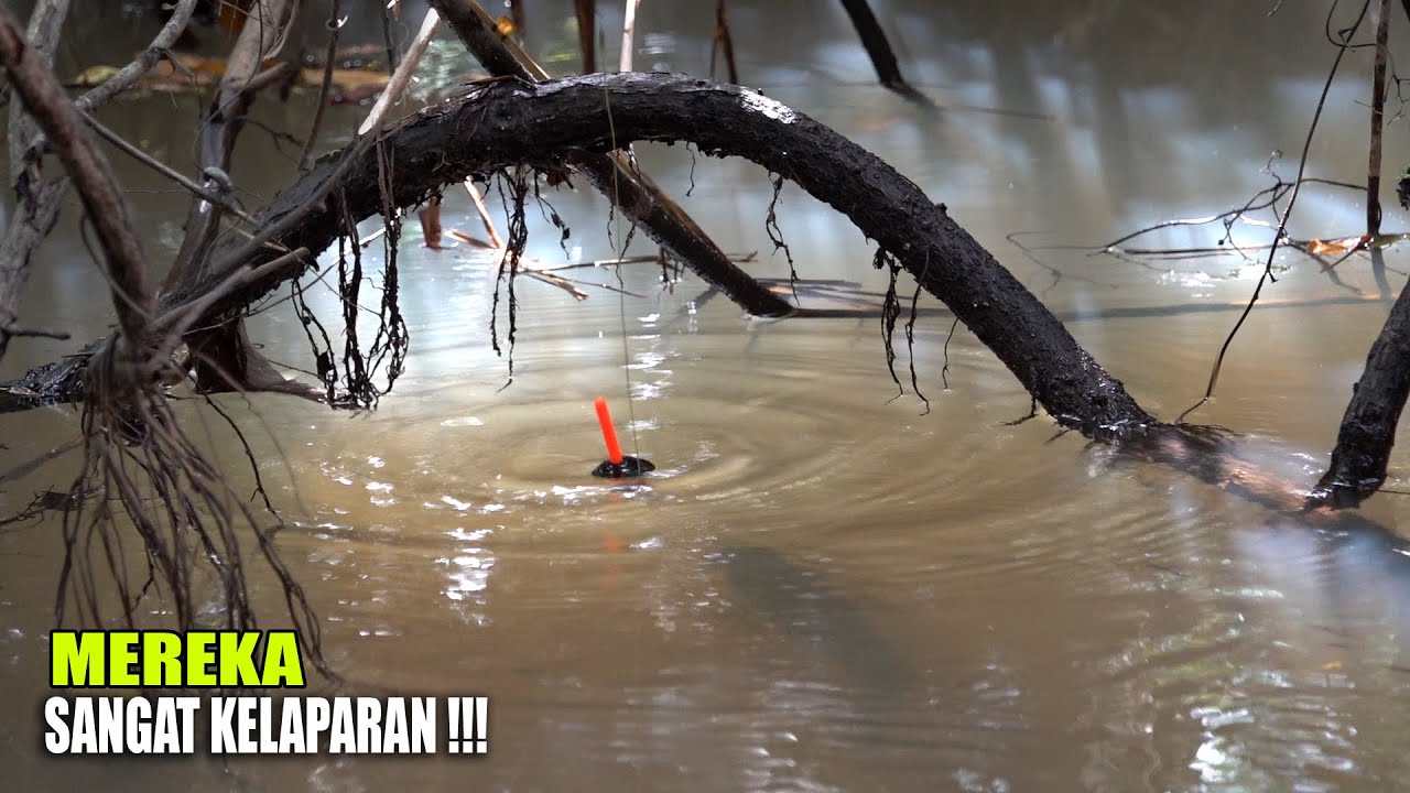 Gillak men!!! Nikmat mancing mana lagi yang kau dustakan #SG-327 - YouTube