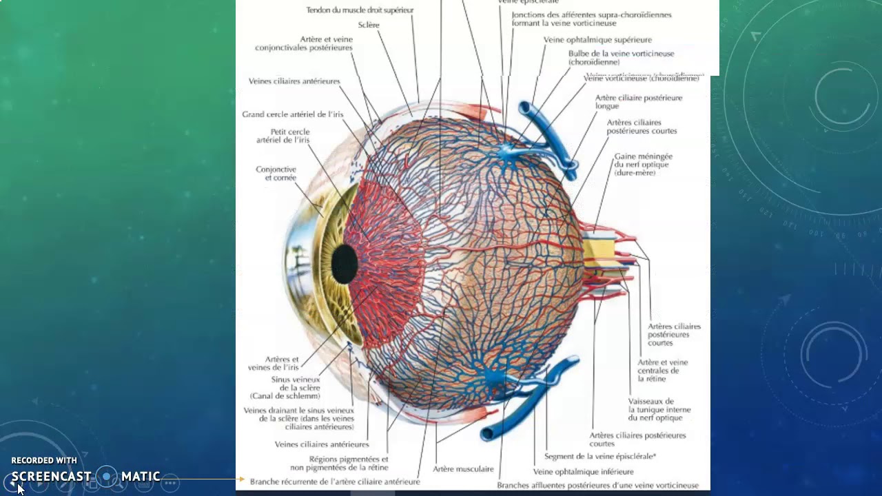 12 anat oc B Corps ciliaire - YouTube