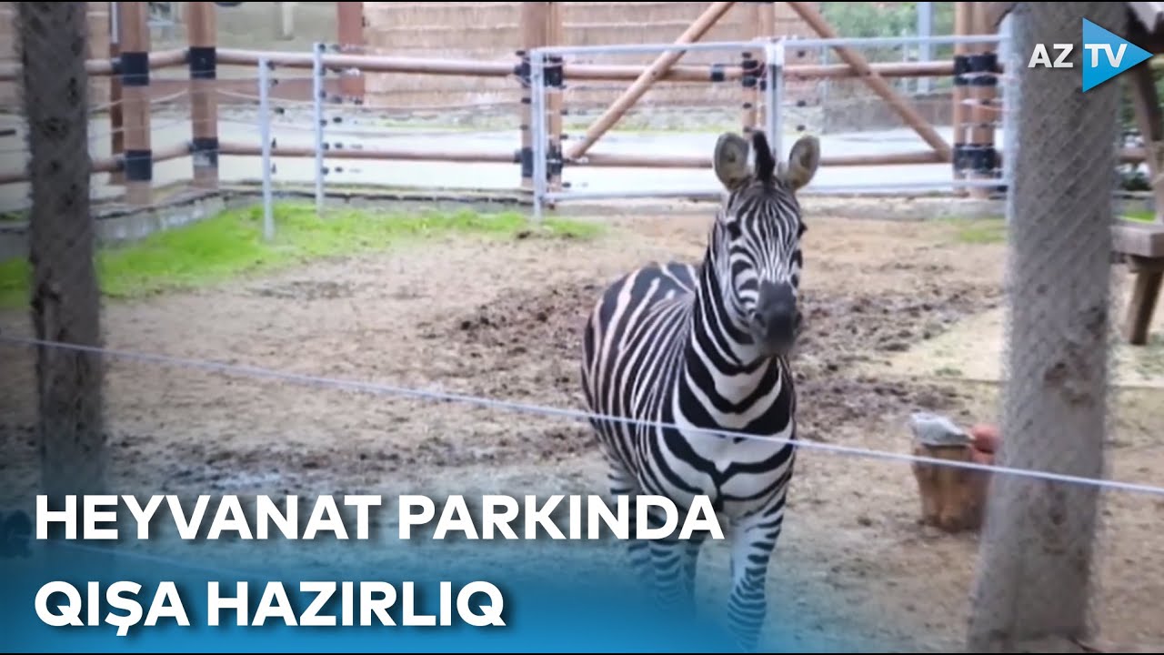 Bakı Heyvanat Parkında qışa hazırlıq necə aparılır? - “Qırmızı kitab”a ...