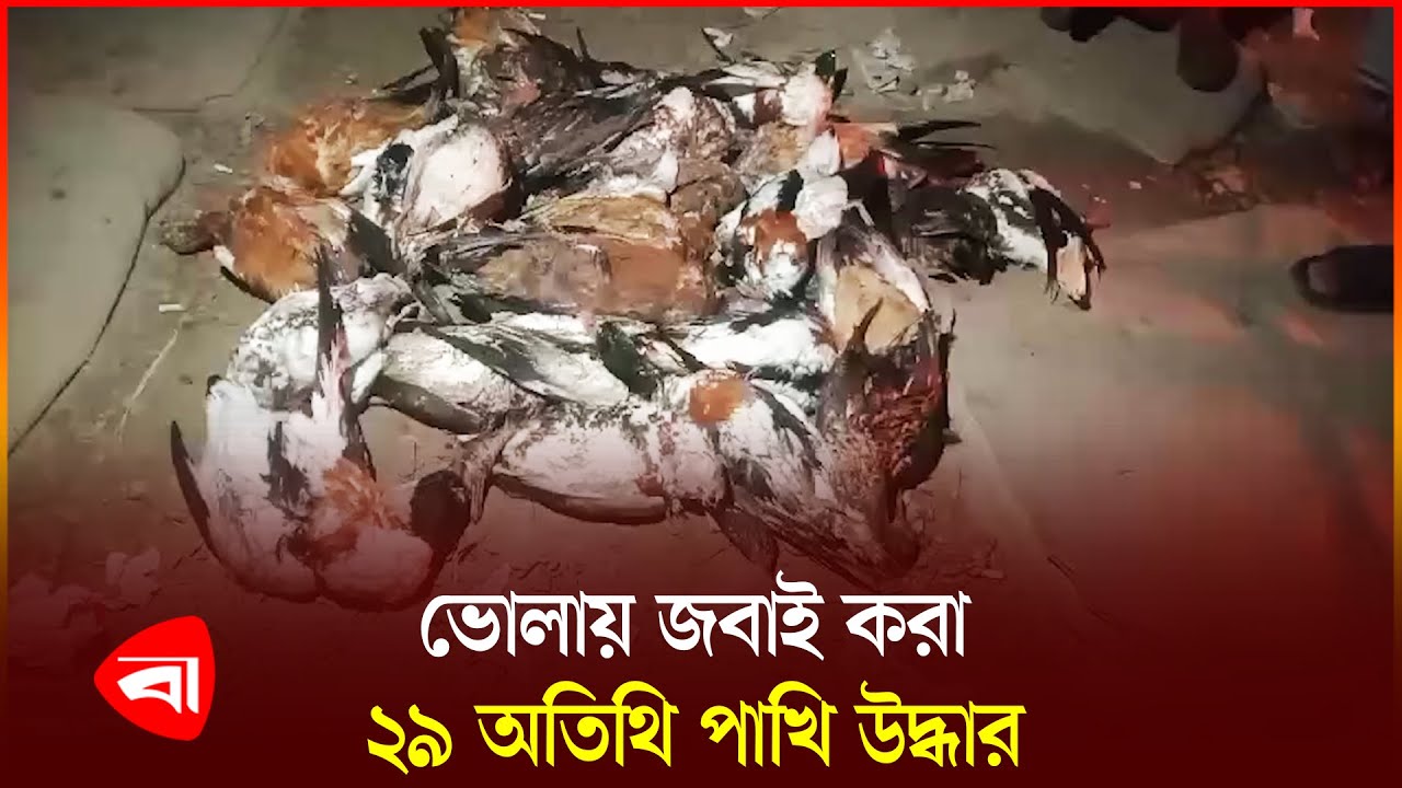 ভোলায় বিভিন্ন প্রজাতির ২৯টি অতিথি পাখি উদ্ধার | Migratory Birds ...